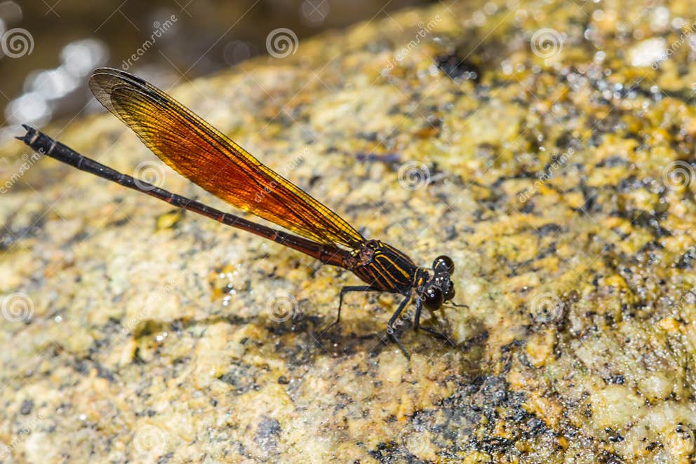 Damsel Flies stock photo. Image of flies, garden, fluid - 61254270