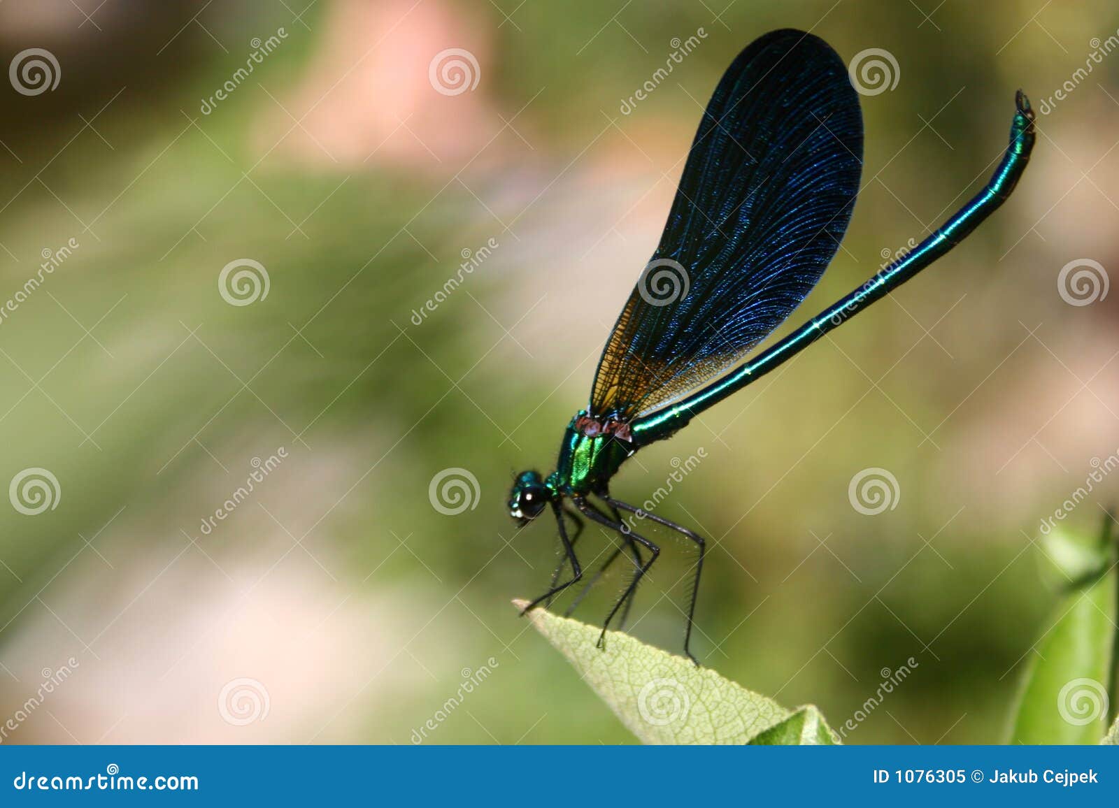 Damsel-fly stock image. Image of closeup, blur, green - 1076305