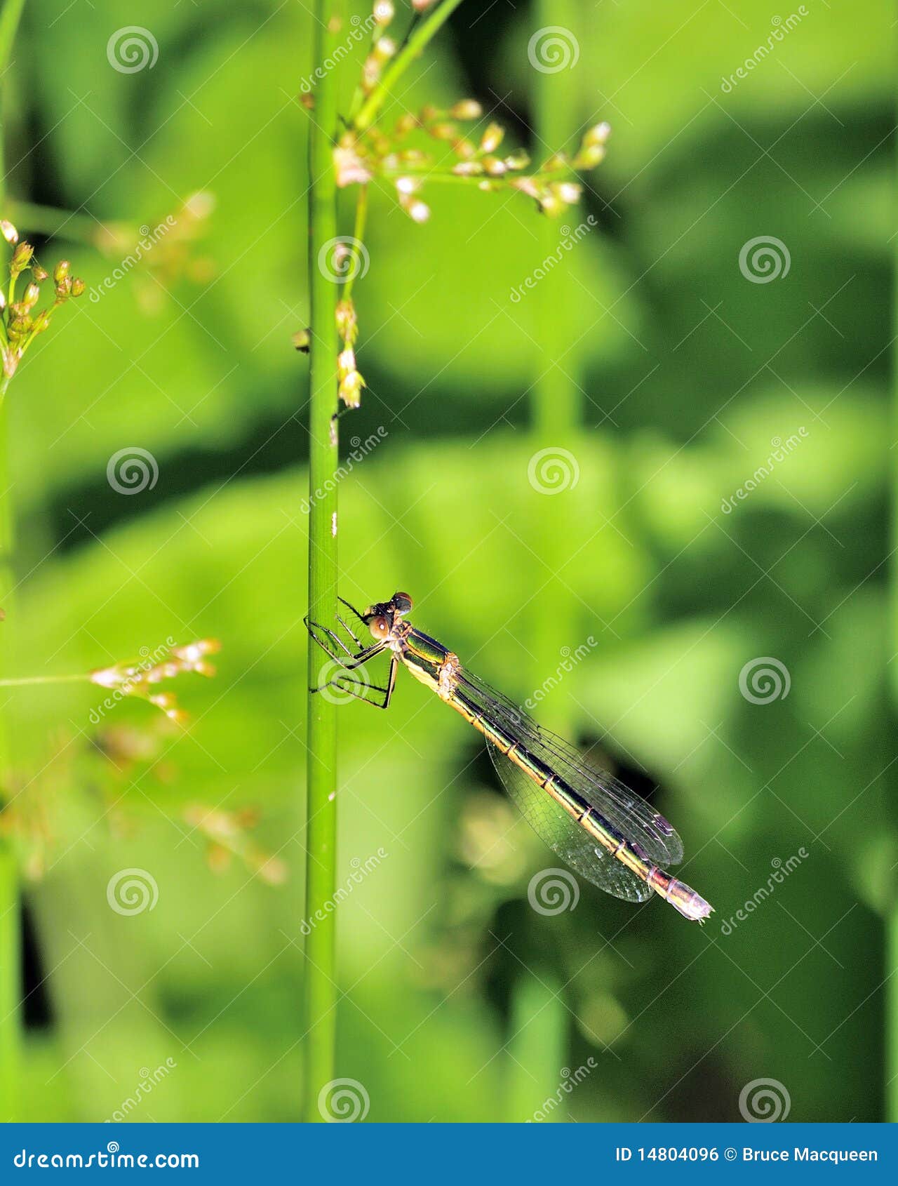 Damsel Fly stock photo. Image of insect, close, macro - 14804096