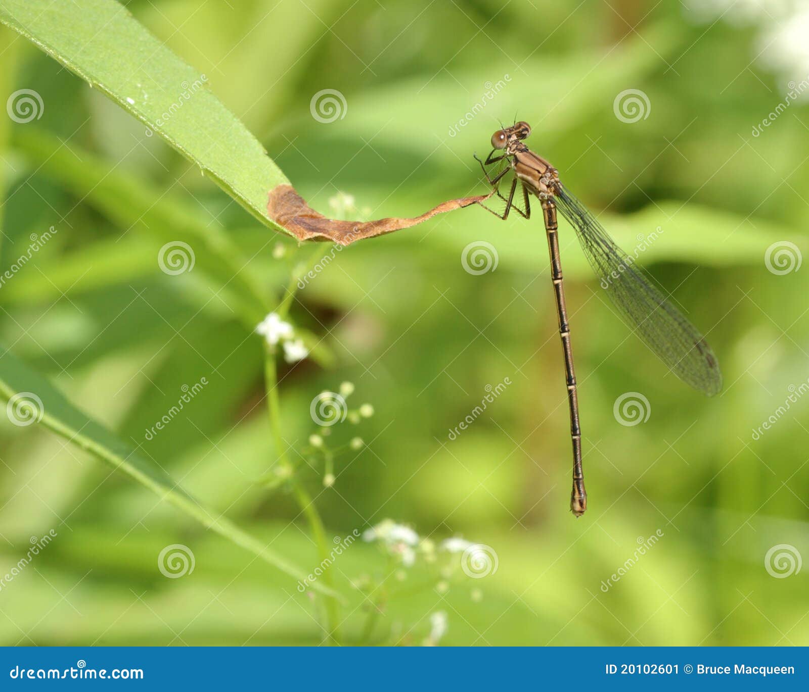 Damsel Fly stock image. Image of wildlife, closeup, insect - 20102601