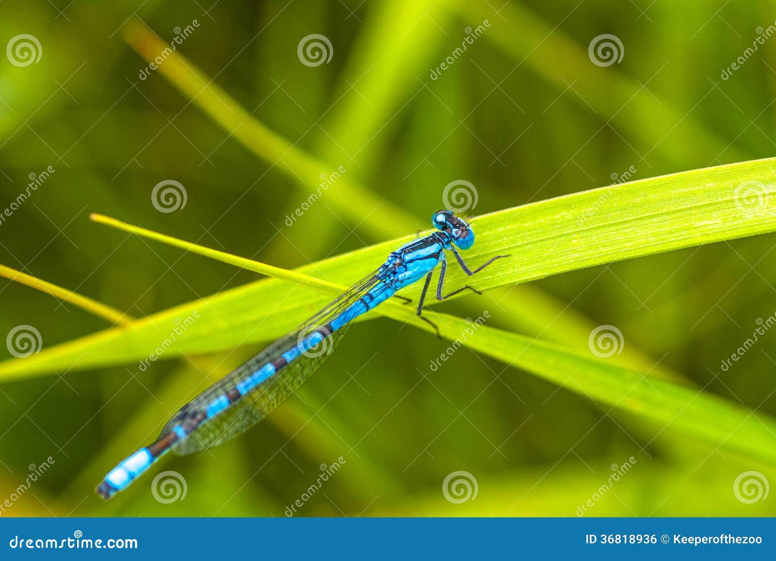 Damsel Fly Resting on Grass Stock Photo - Image of colorful, insect ...