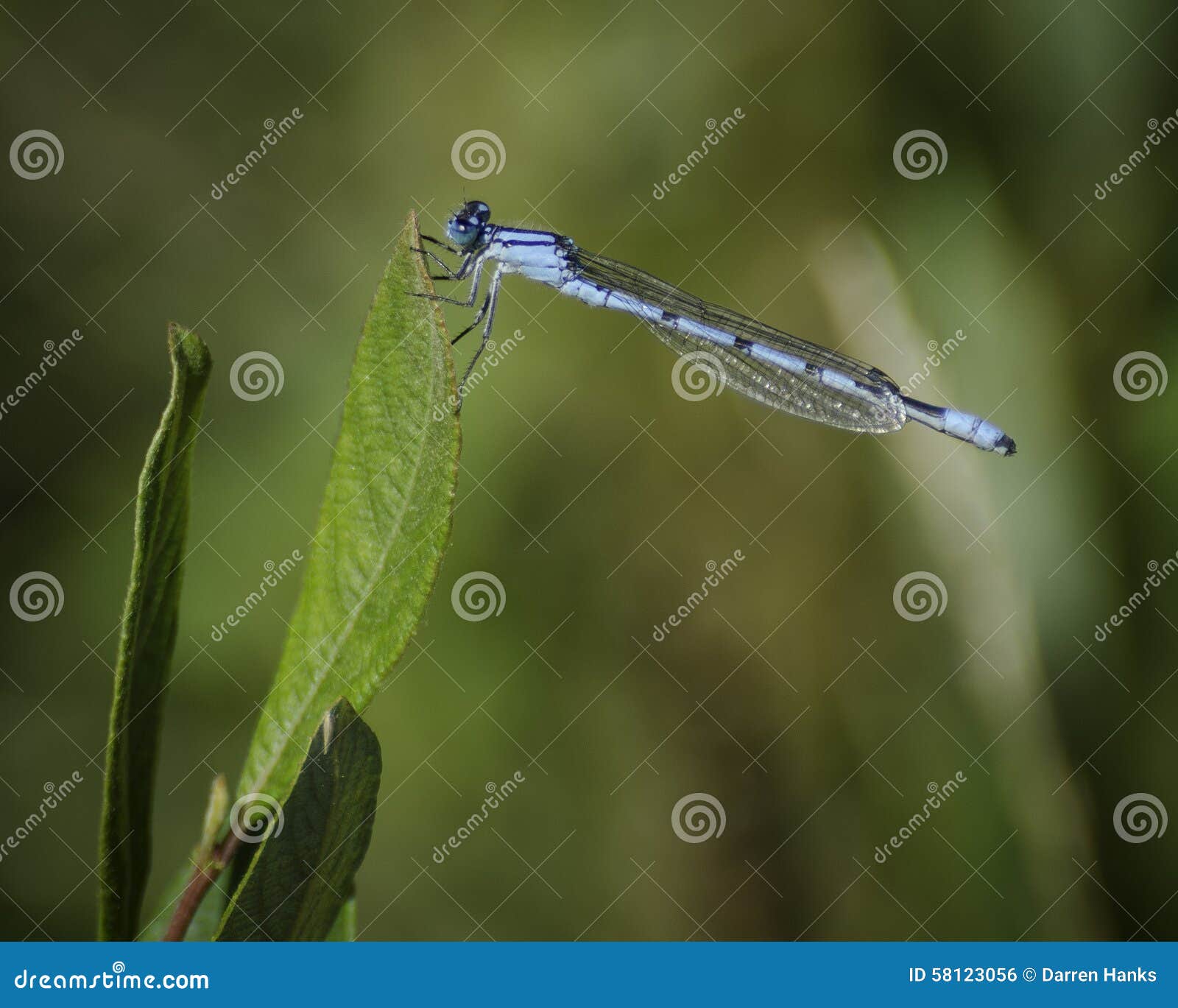 Damsel Fly stock photo. Image of wildlife, lake, darren - 58123056