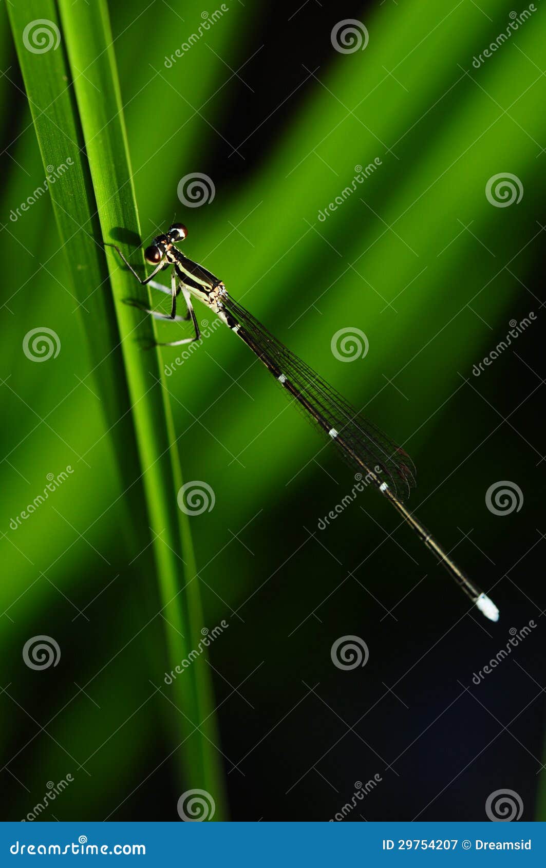 Damsel-fly stock image. Image of insect, green, biology - 29754207