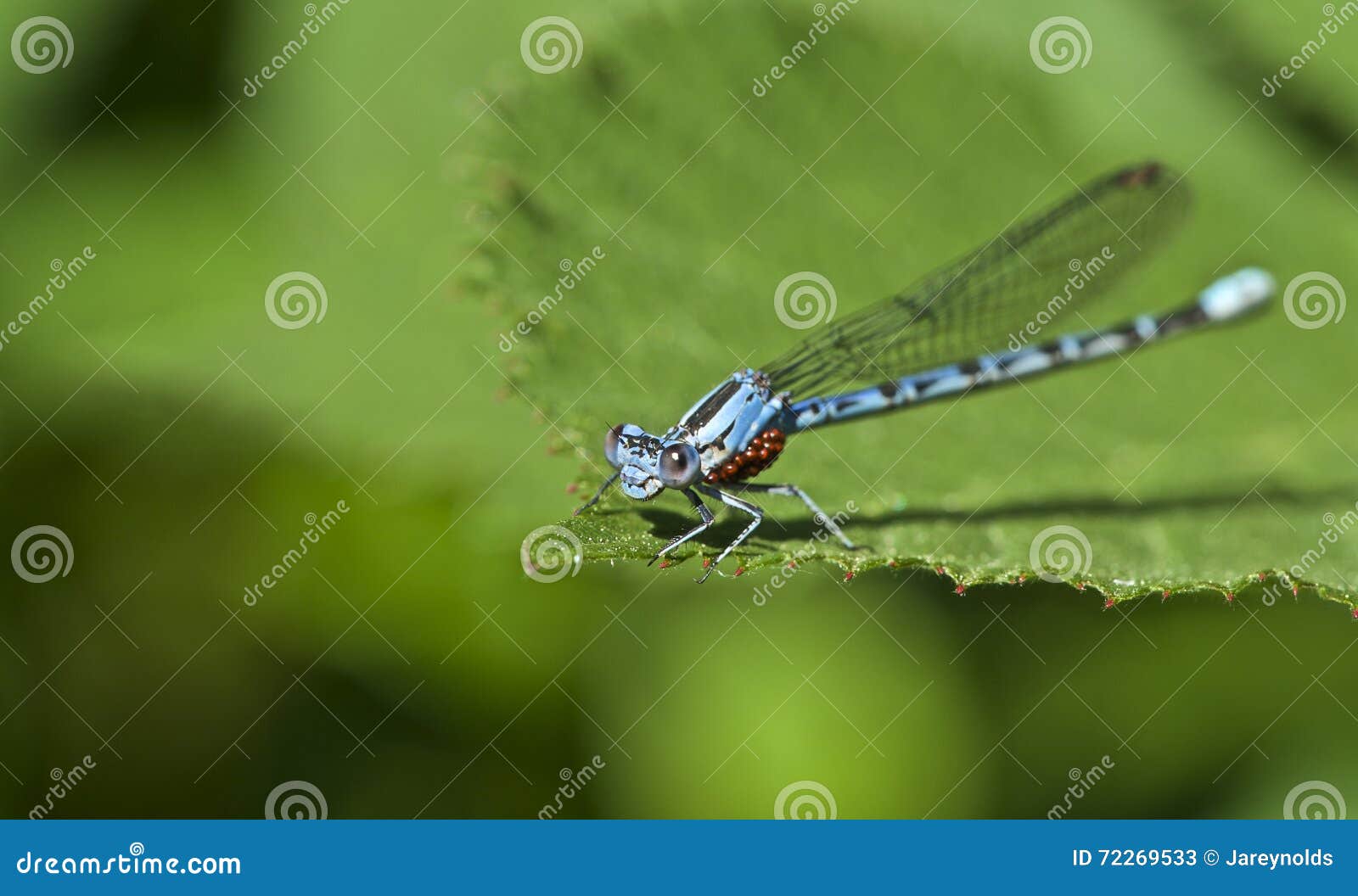 Damsel Fly with Water Mites Stock Image - Image of damsel, parasite ...