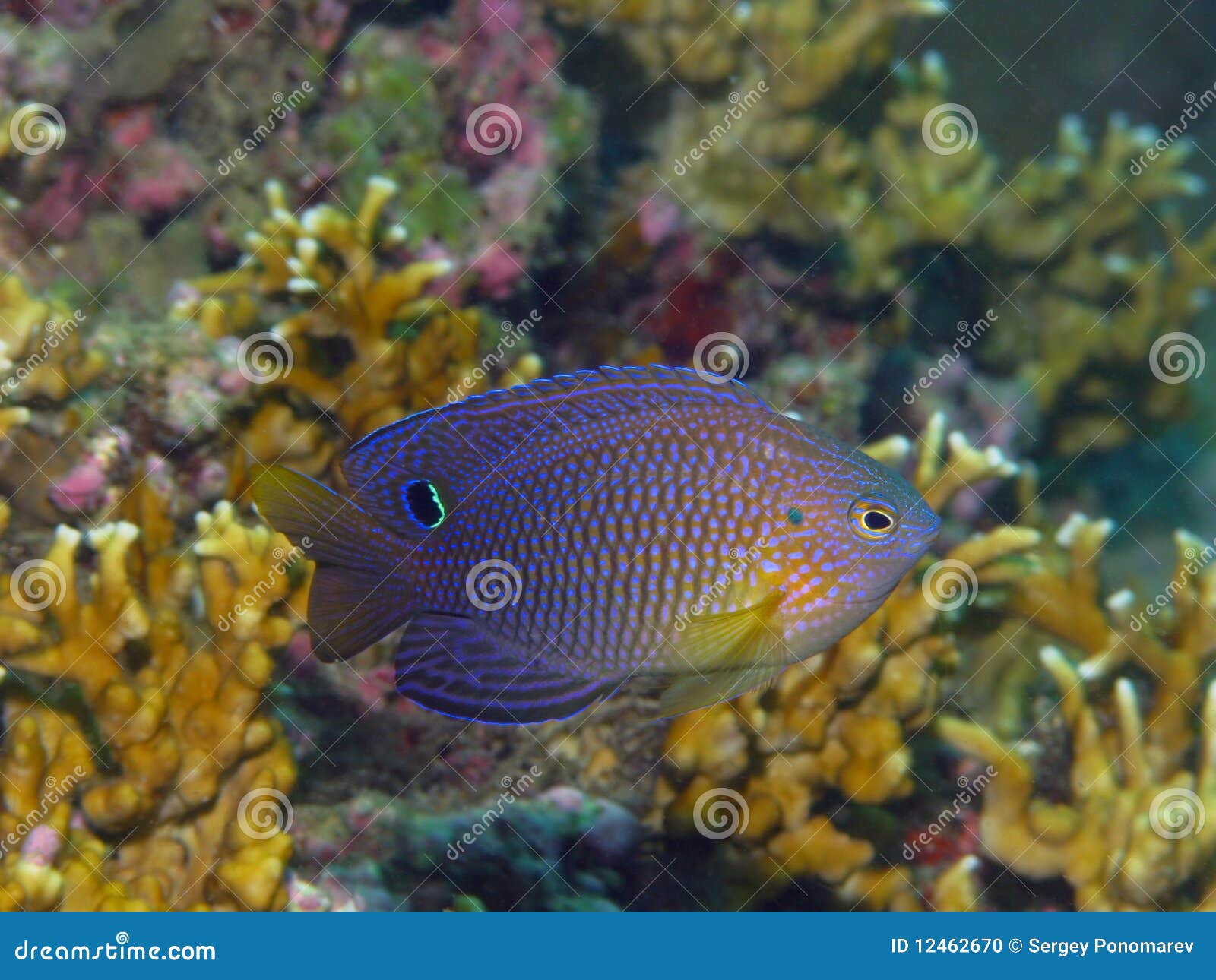 Damselfish stock photo. Image of colored, aquarium, nature - 12462670