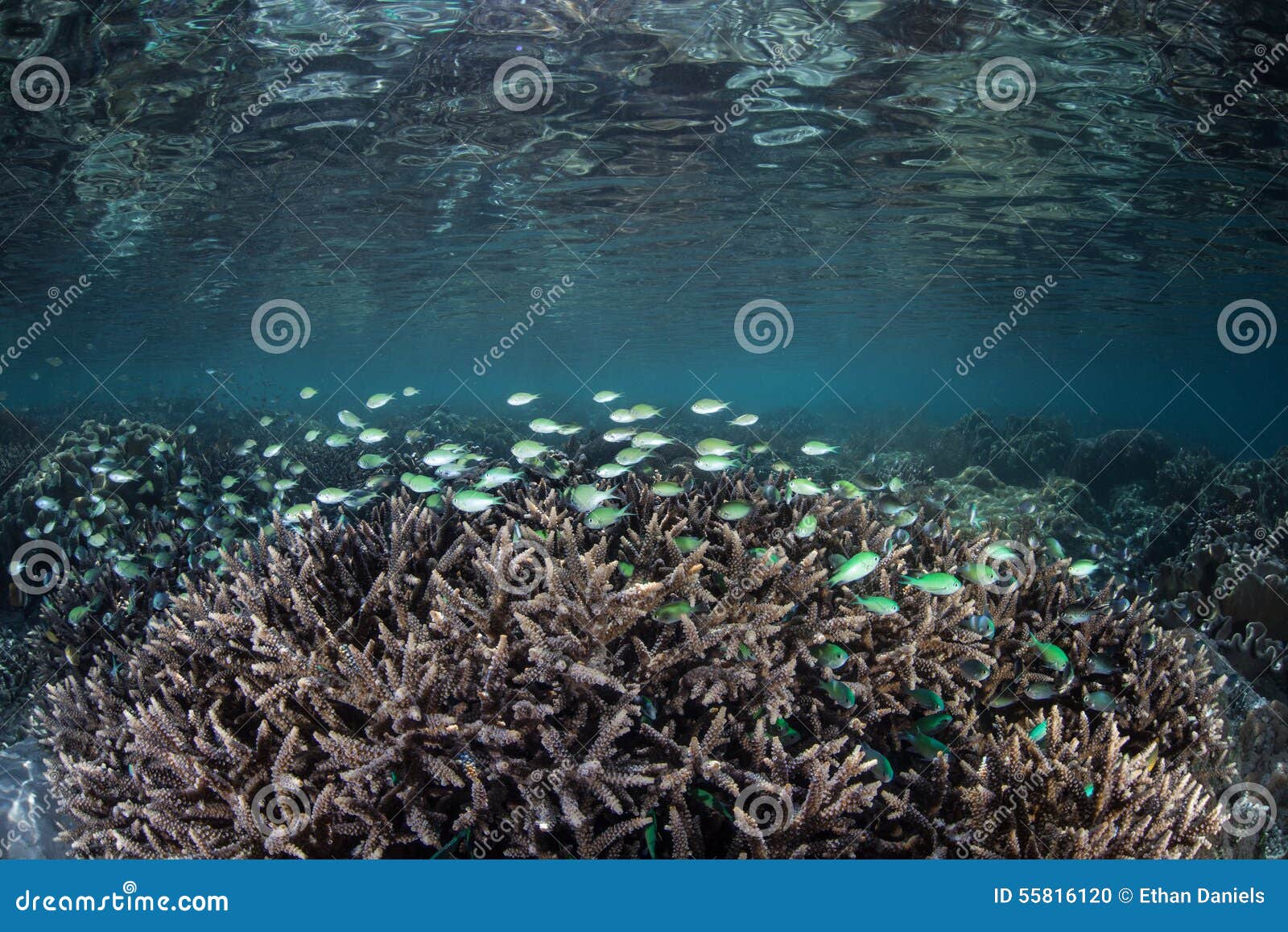 Damselfish sur Coral Reef photo stock. Image du plongée - 55816120