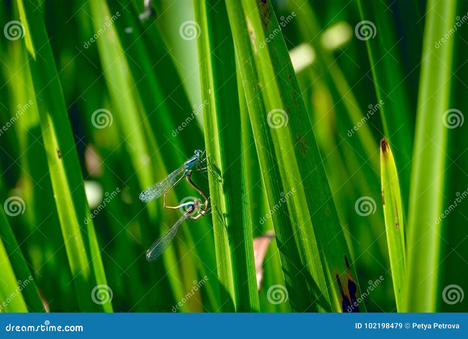 Damselflies imagen de archivo. Imagen de hoja, azul - 102198479