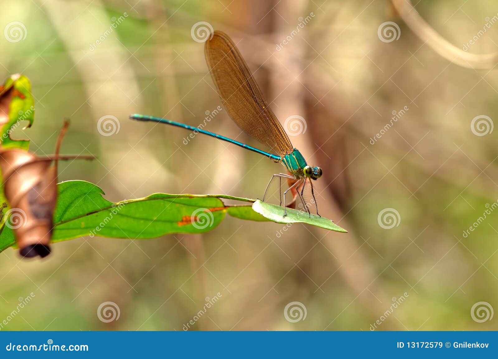 Damselflies imagem de stock. Imagem de pântano, corpo - 13172579