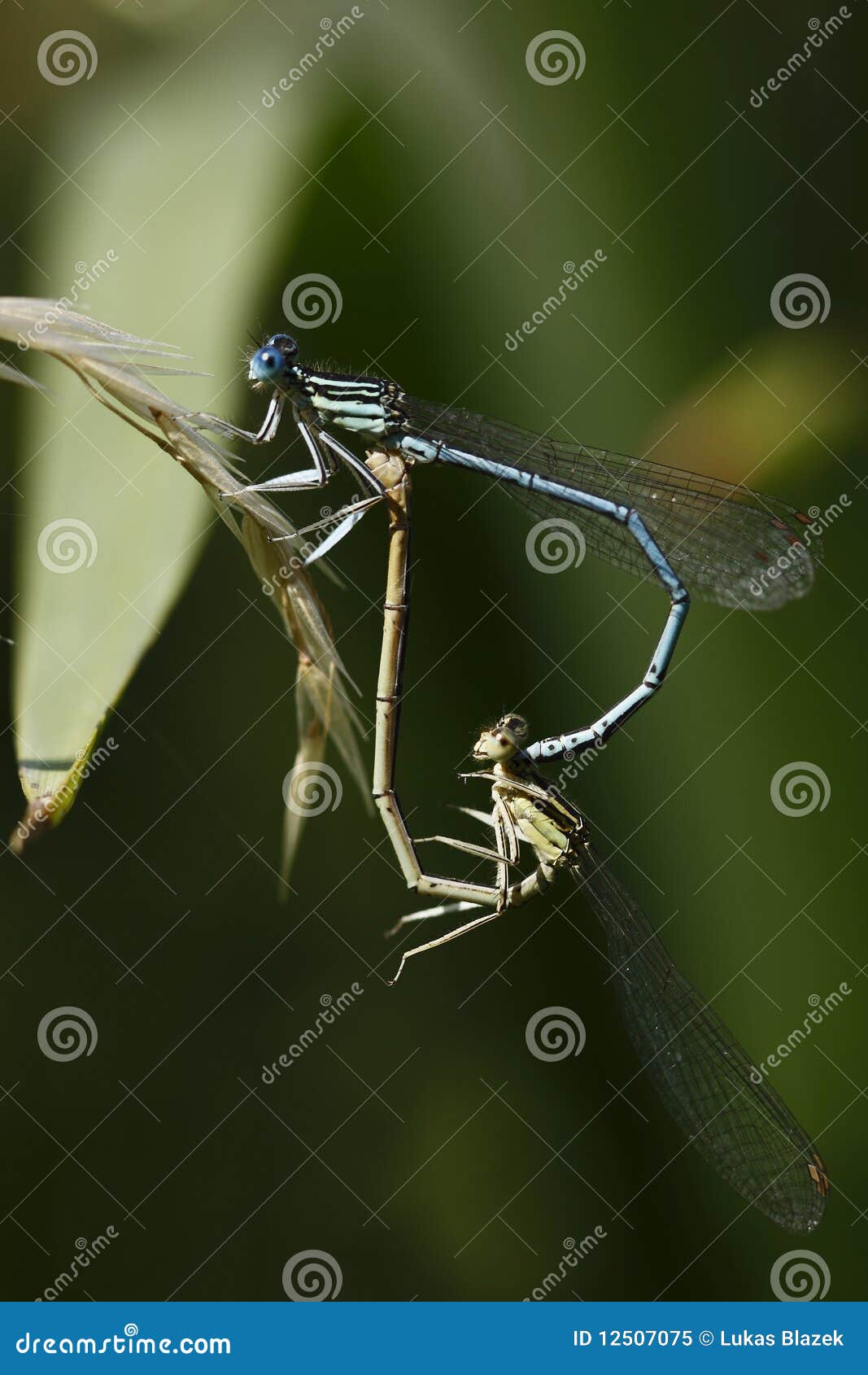 Damselflies mating stock image. Image of damselfly, puella - 12507075