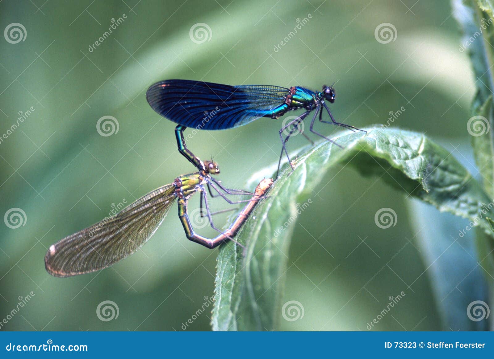 Damselflies Mating stock image. Image of wings, dragonflies - 73323