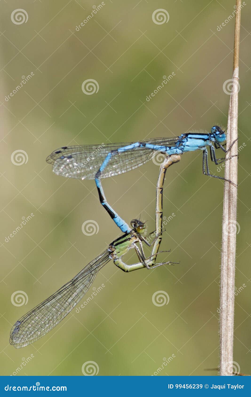 Damselflies mating stock image. Image of mating, summer - 99456239