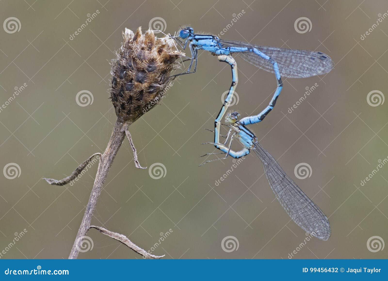 Damselflies mating stock photo. Image of common, summer - 99456432