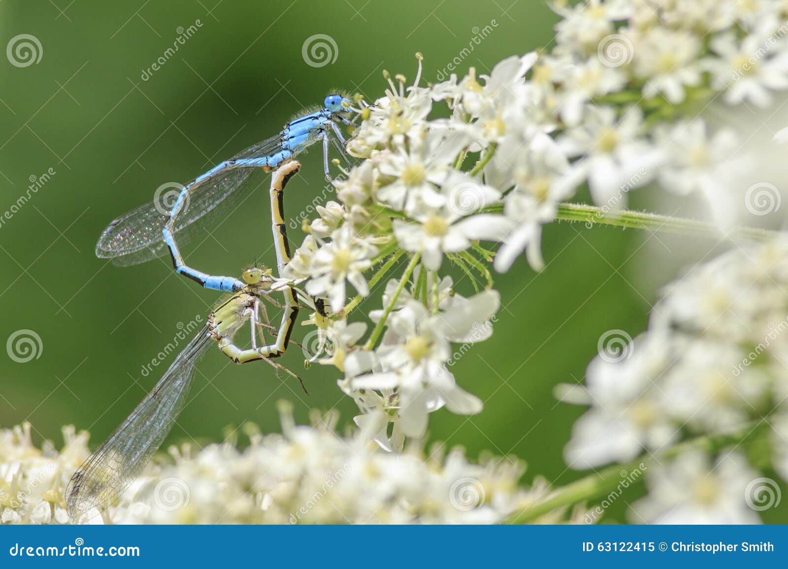 Damselflies mating stock image. Image of daylight, blue - 63122415