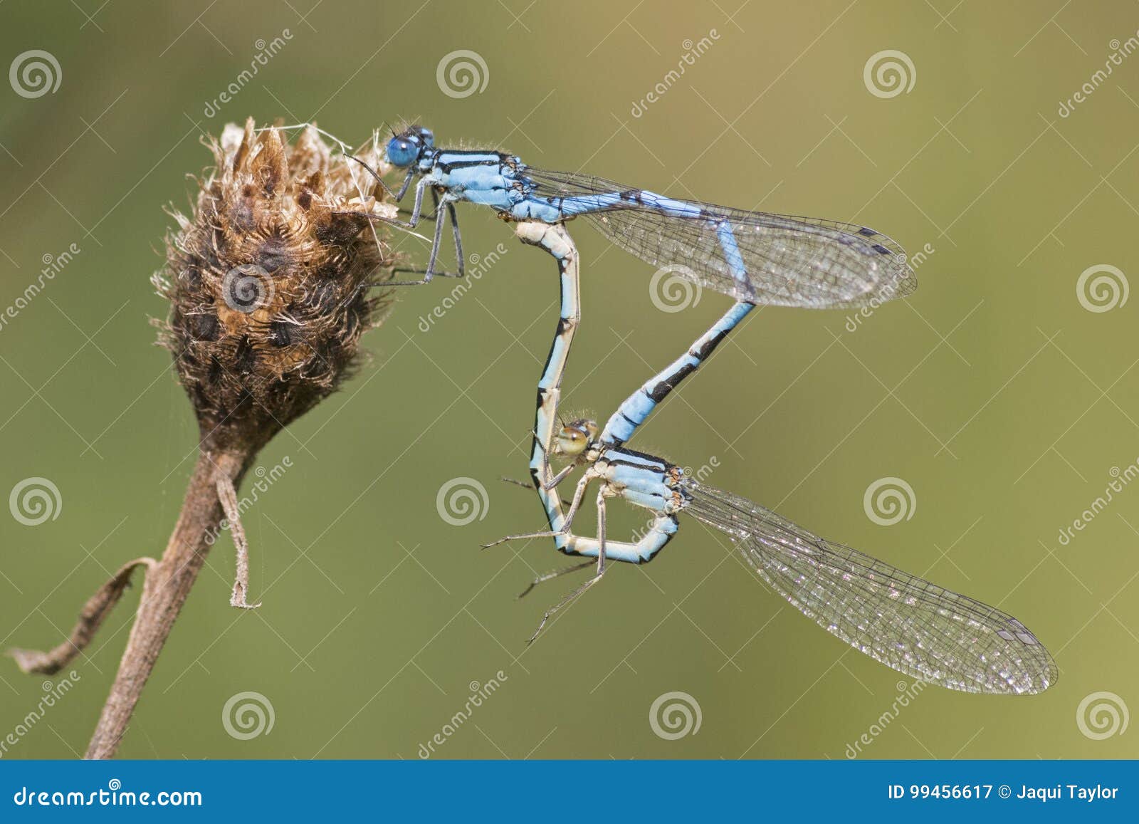 Damselflies Mating On A Tree Branche Royalty-Free Stock Image ...