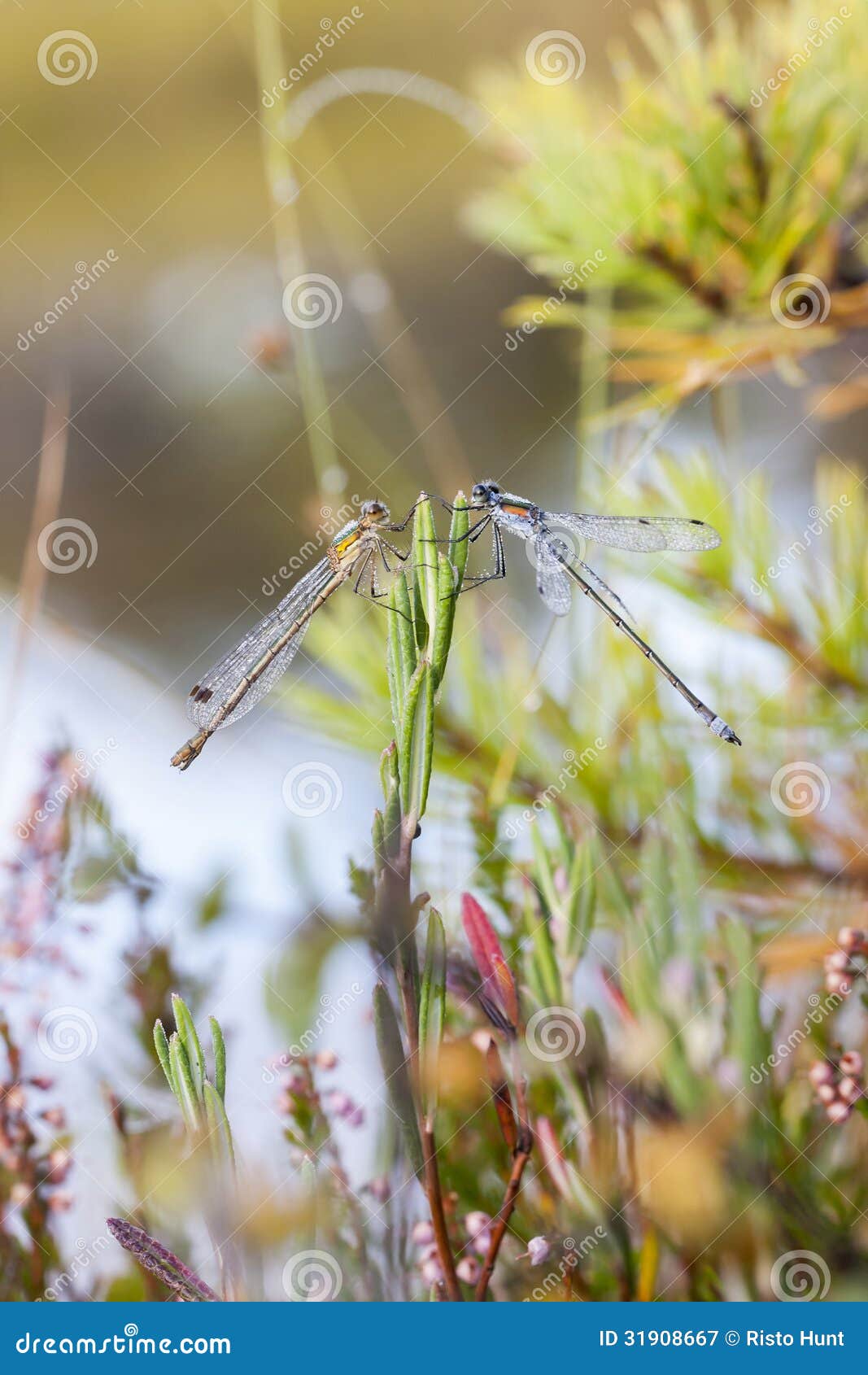 Damselflies on a plant stock image. Image of nature, summer - 31908667