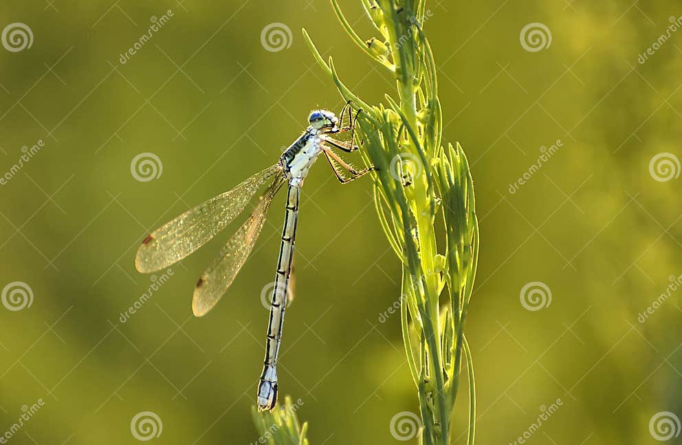 Damselfly stock photo. Image of dragonflies, delicate - 11200034