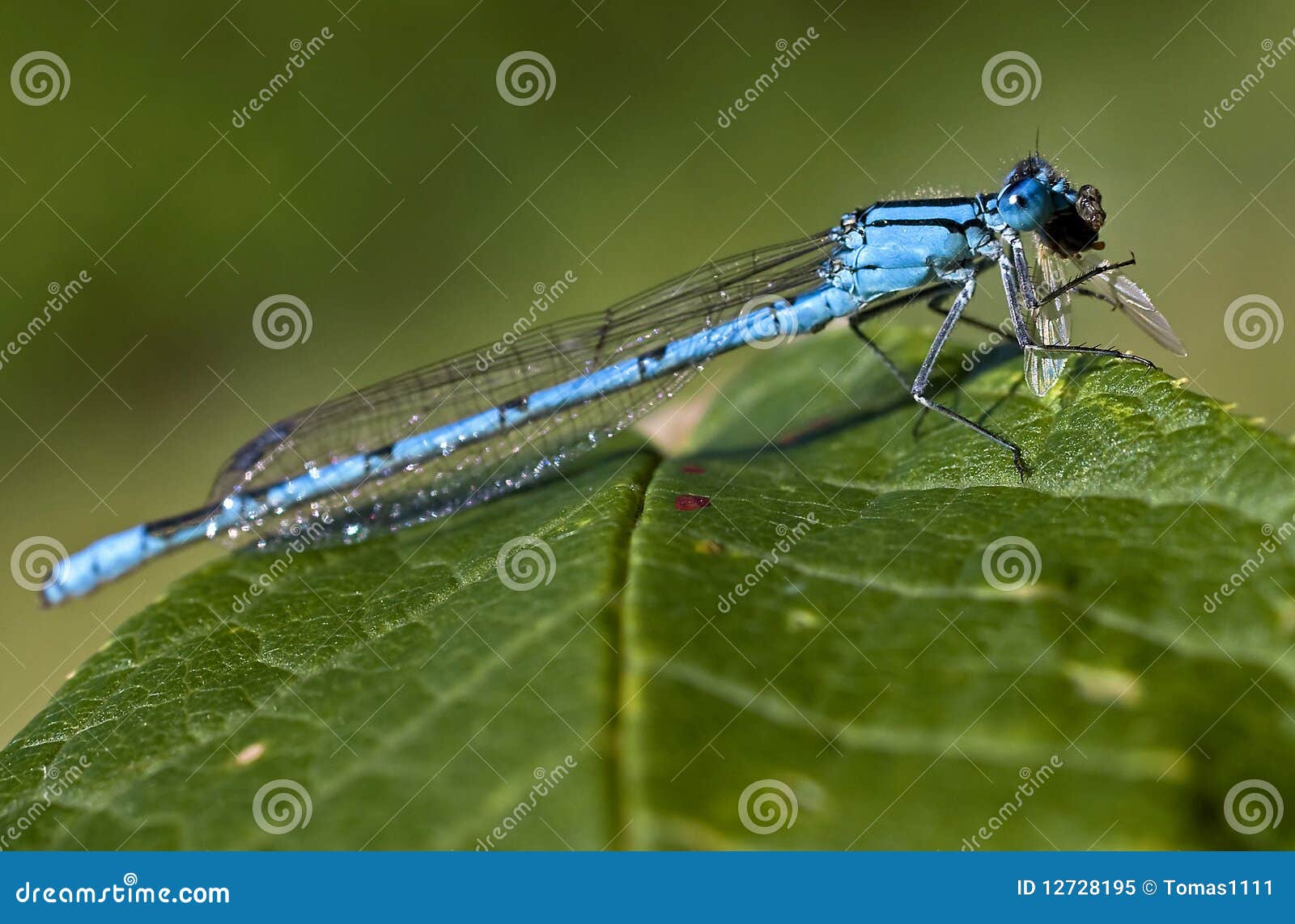 Damselfly stock image. Image of puella, close, insect - 12728195