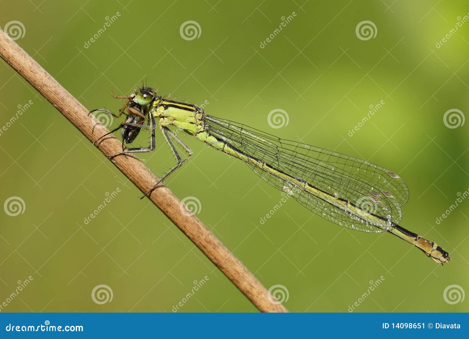 Damselfly stock image. Image of damselfly, damselflies - 14098651