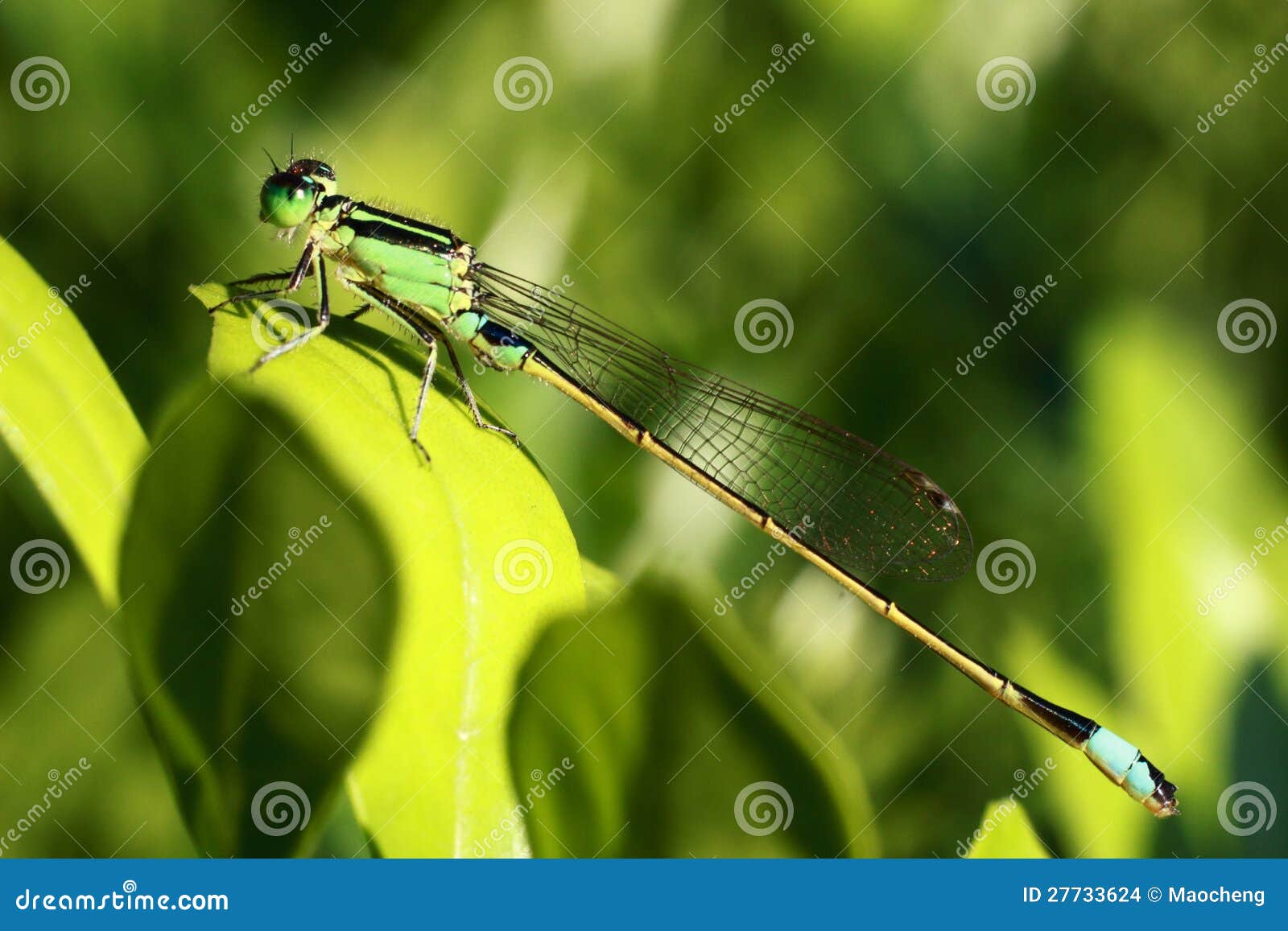 Damselfly stock photo. Image of xiamen, petite, beam - 27733624