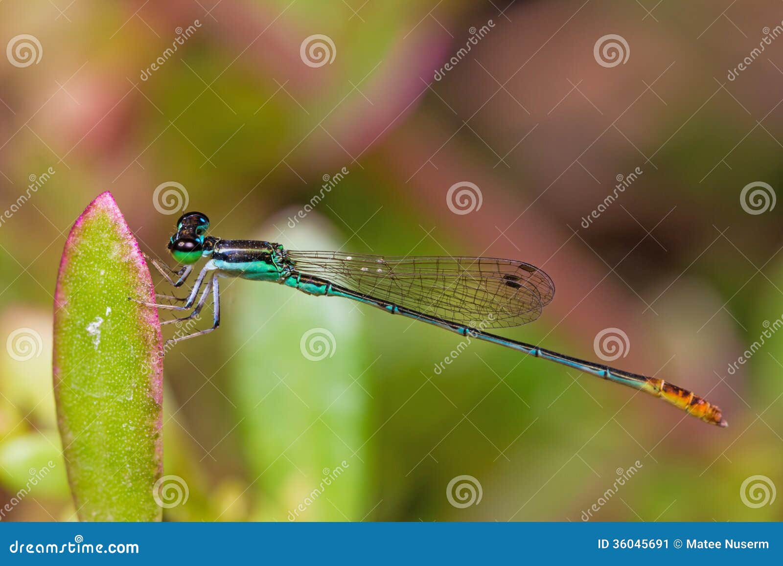 Damselfly stock image. Image of damselfly, delicate, invertebrate ...
