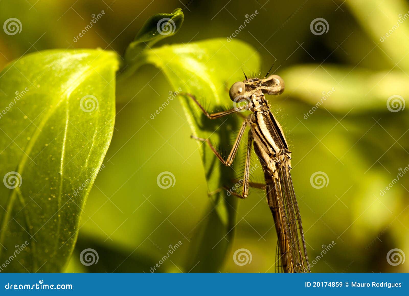 Damselfly insect stock image. Image of fauna, bright - 20174859