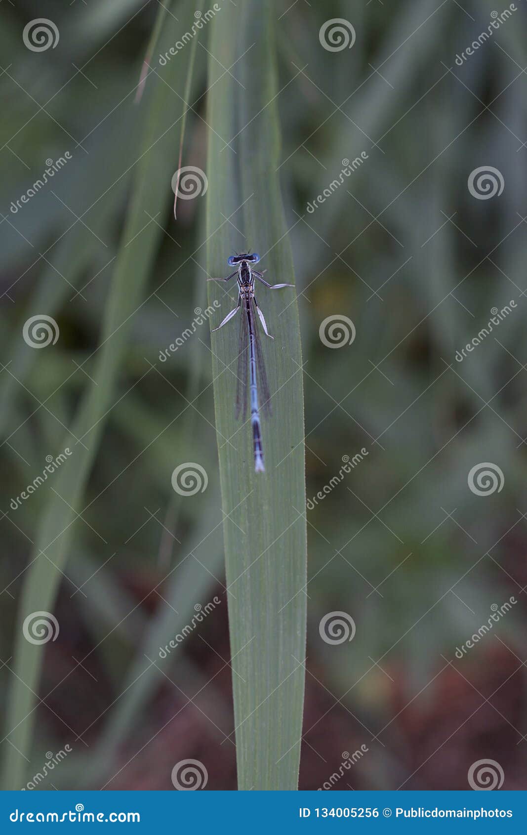 Damselfly, Insect, Dragonfly, Dragonflies And Damseflies Picture. Image ...