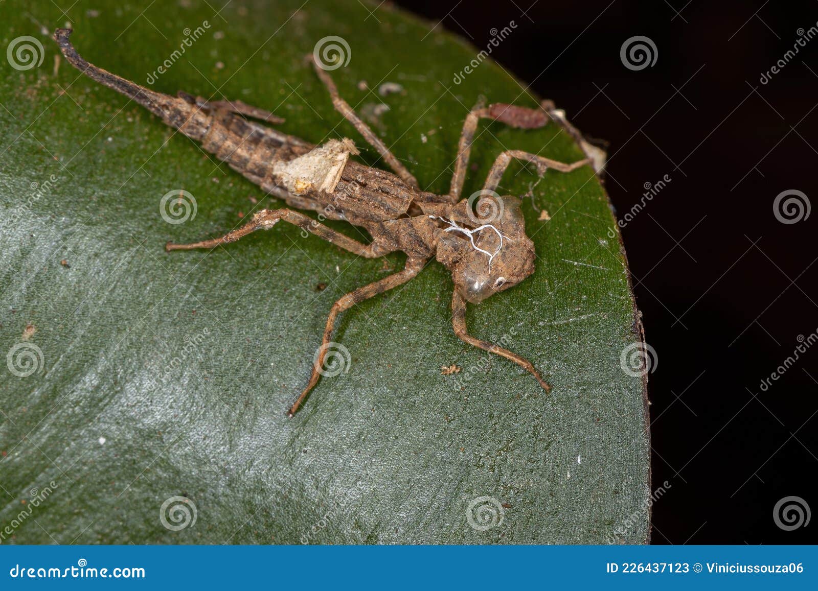 Damselfly Insect Molt stock image. Image of nature, arthropod - 226437123