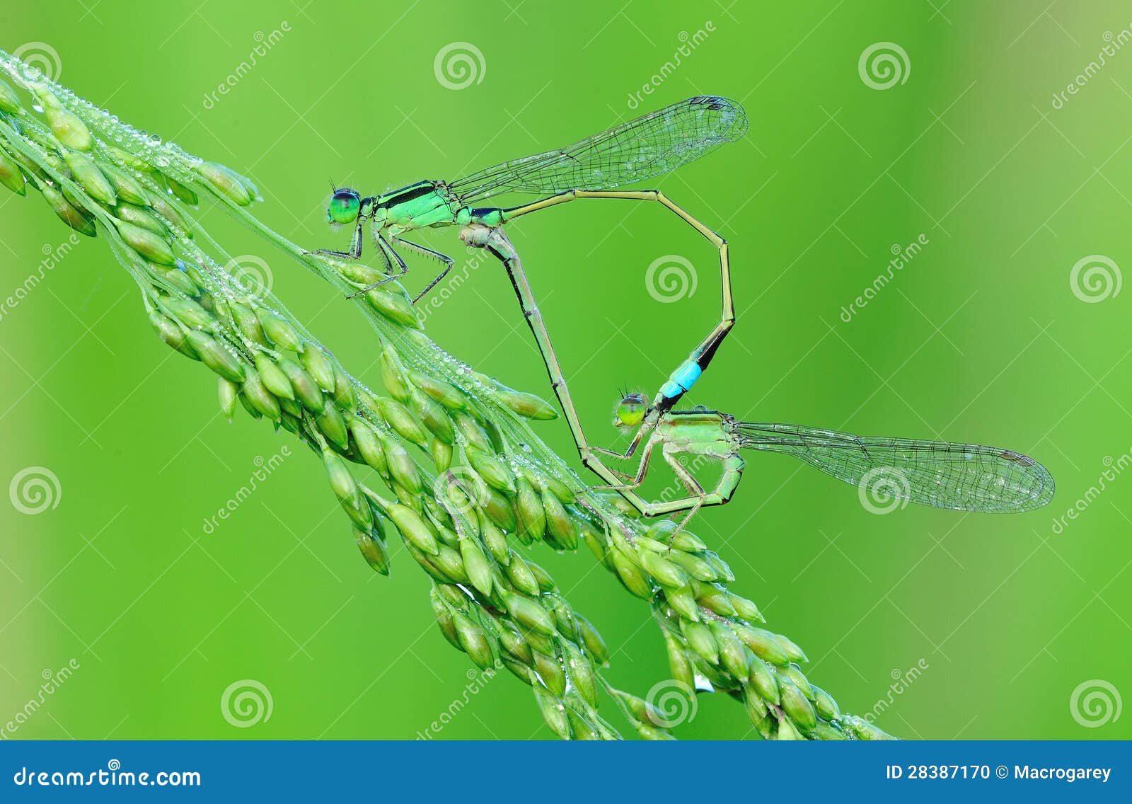 Damselfly mating stock photo. Image of insect, closeup - 28387170