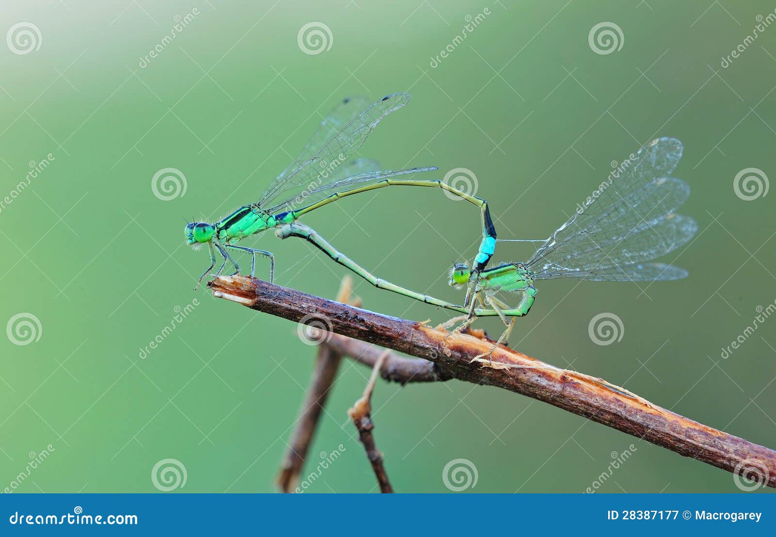 Damselfly mating stock image. Image of clean, mating - 28387177