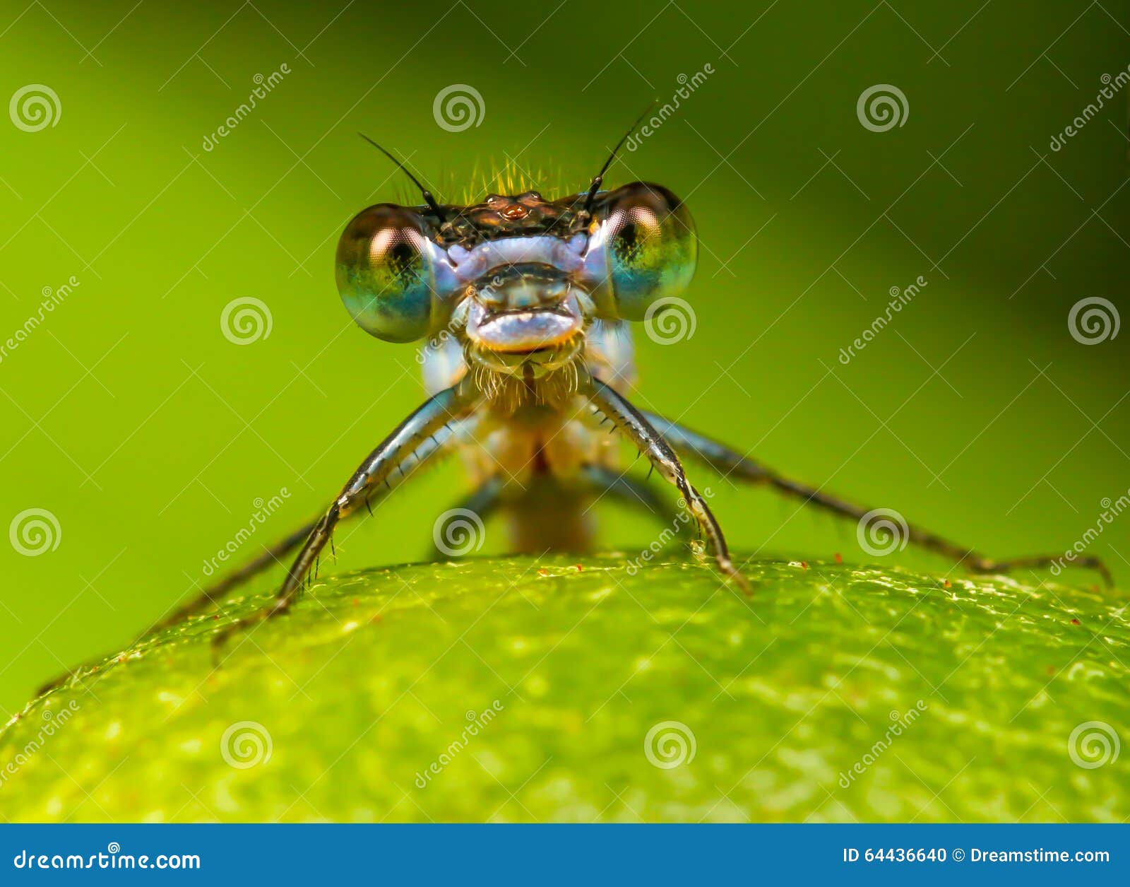 149 Leaf Macro Lens Portrait Stock Photos - Free & Royalty-Free Stock ...