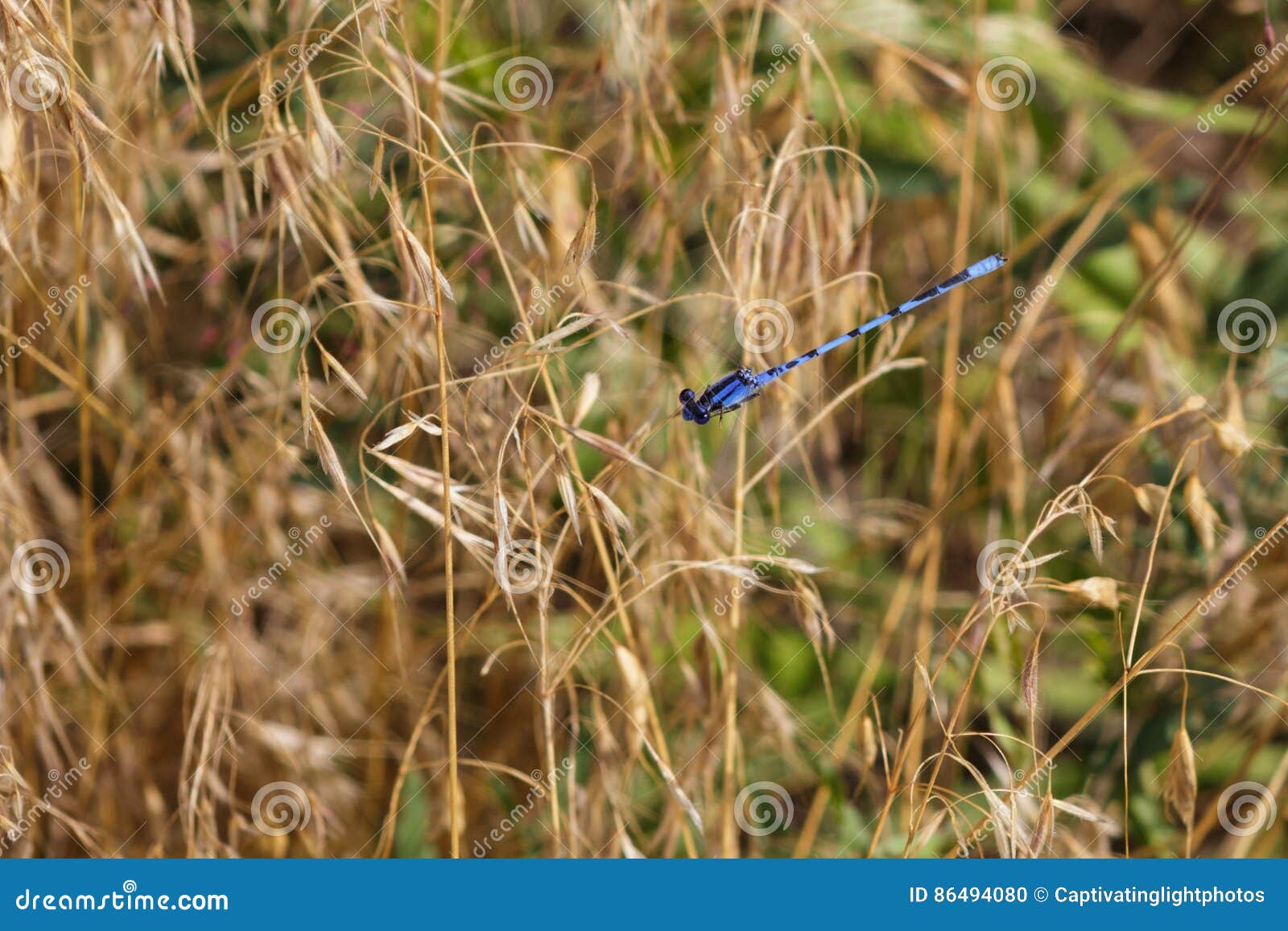 A Damselfly Protectively Hovering Over Its Territory Stock Photo ...