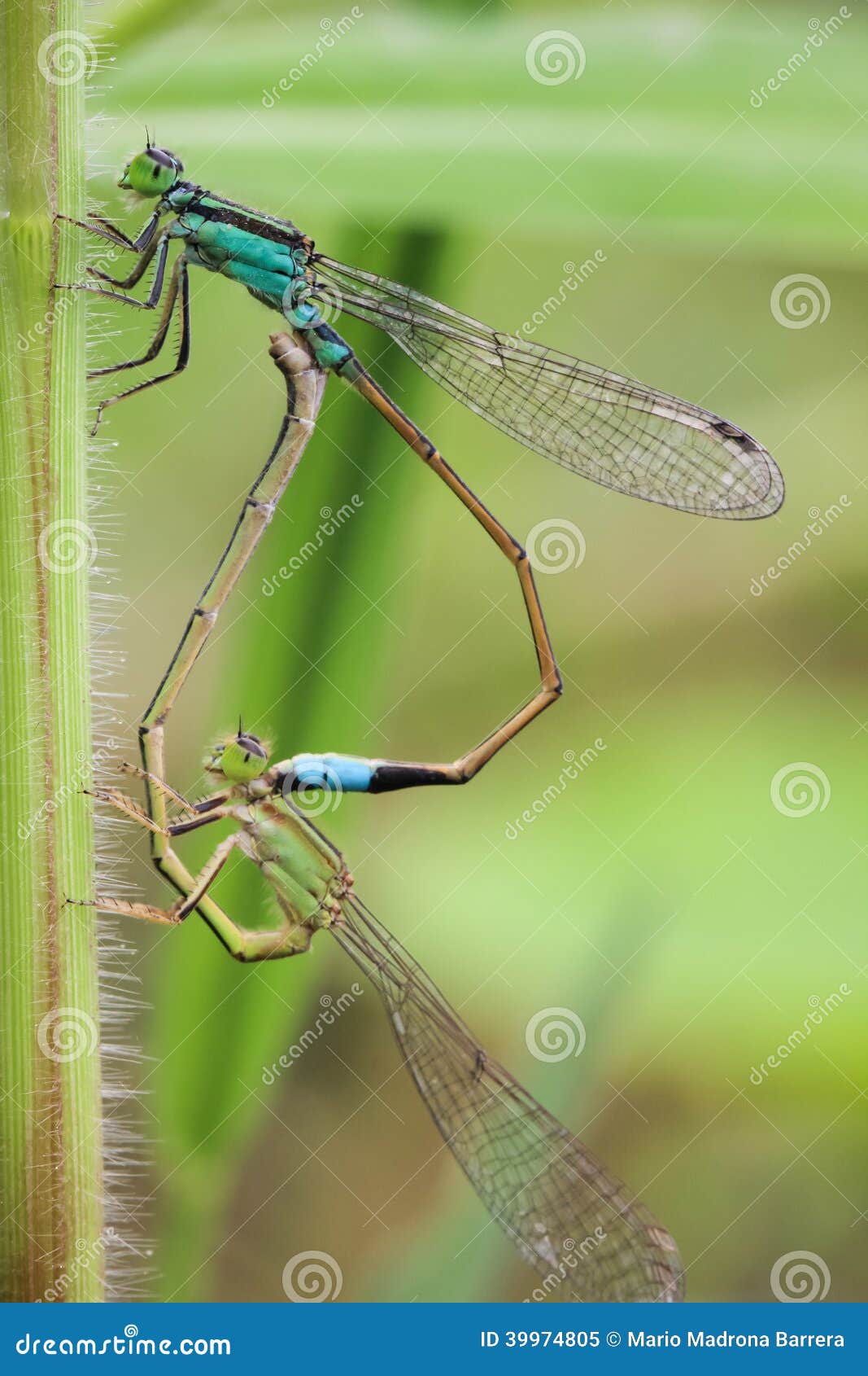 Damselfly reproduction stock image. Image of colorful - 39974805