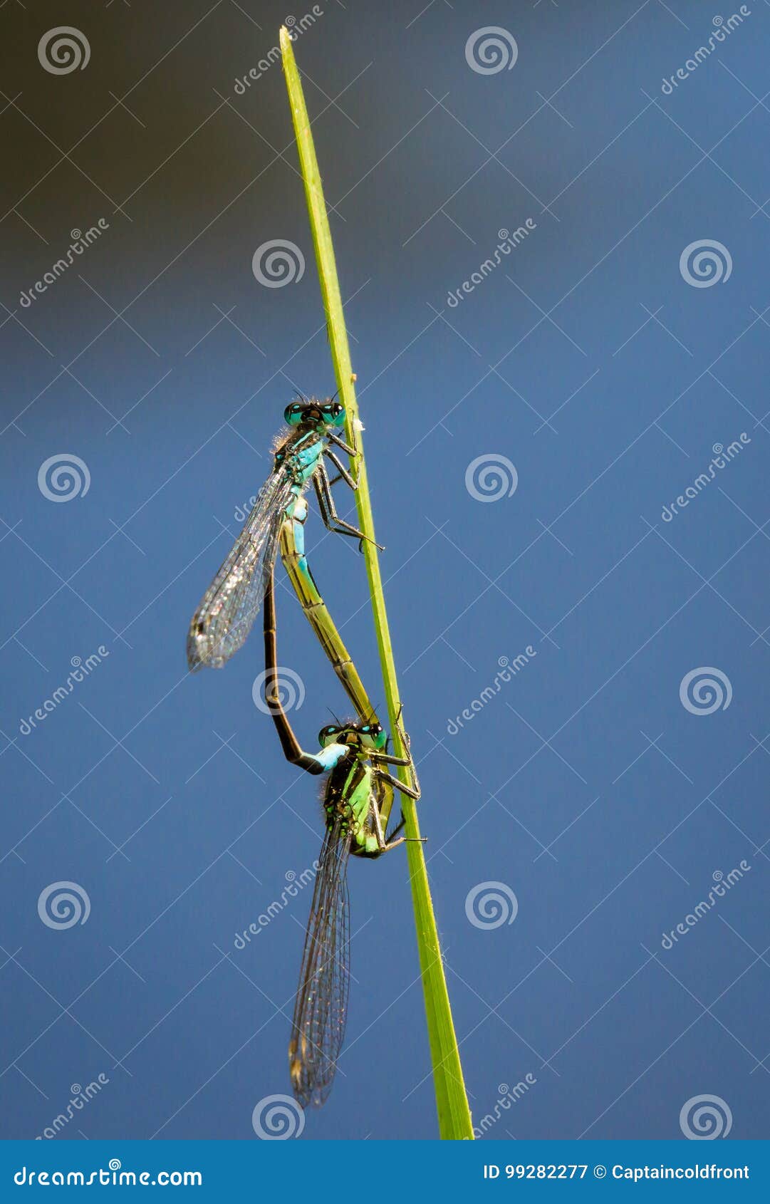 Damselfly`s mating stock image. Image of plant, wheel - 99282277