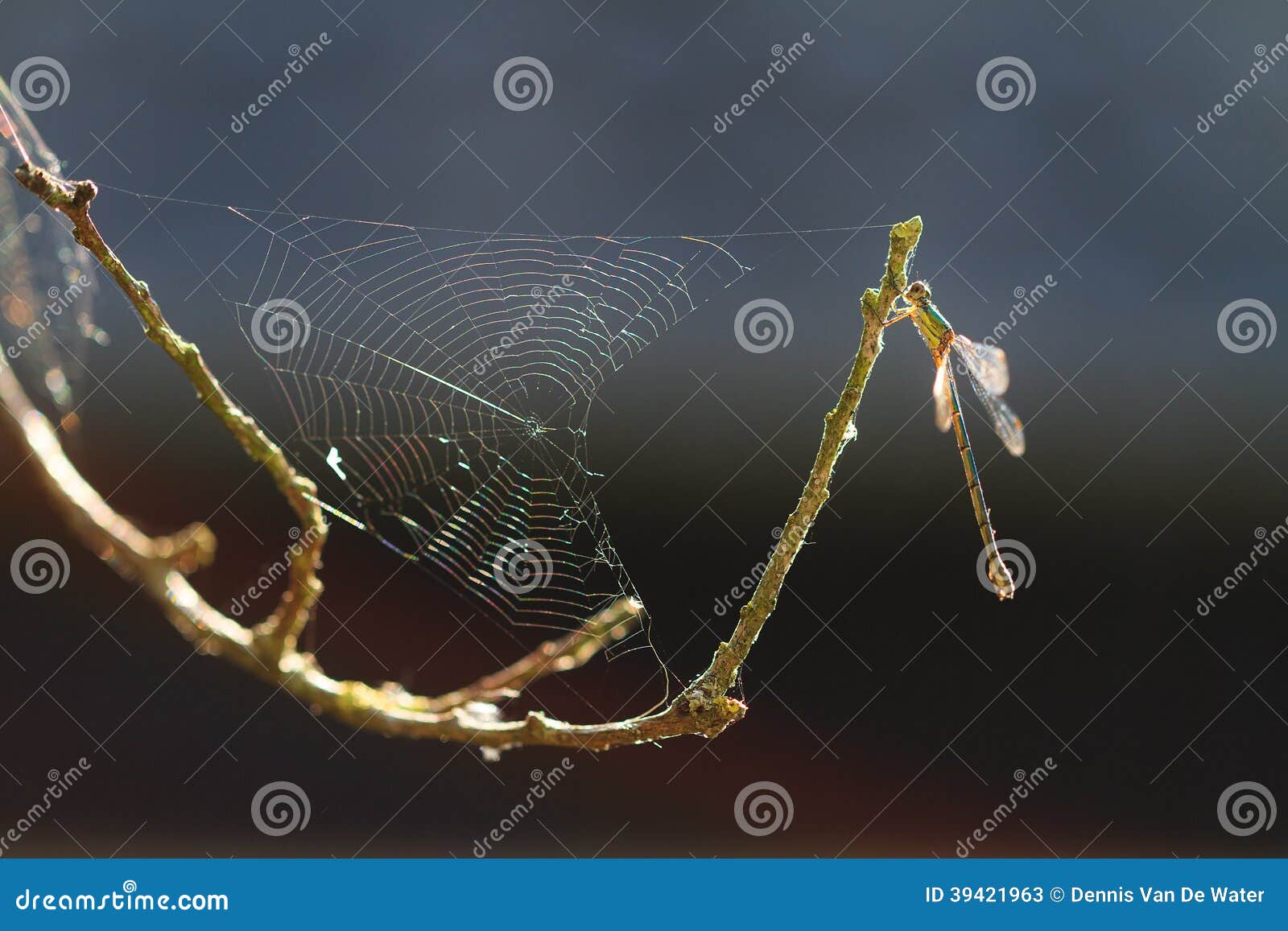 Damselfly spiderweb stock image. Image of biology, creature - 39421963