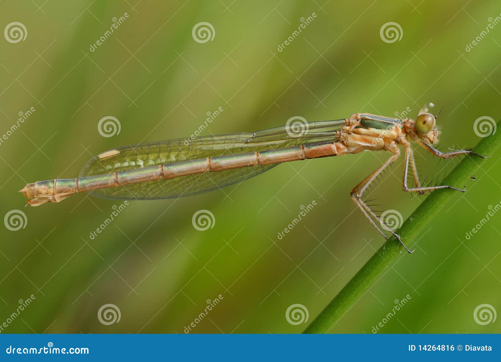 Damselfly (zygoptera) stock photo. Image of spring, insect - 14264816