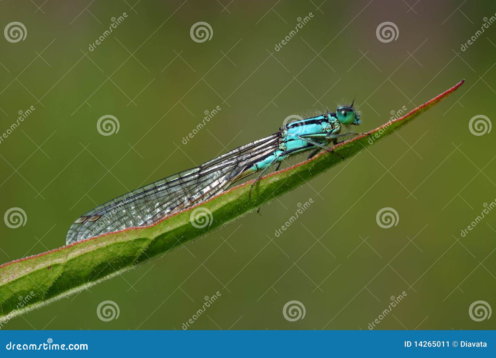 Damselfly (zygoptera) stock image. Image of nature, insects - 14265011