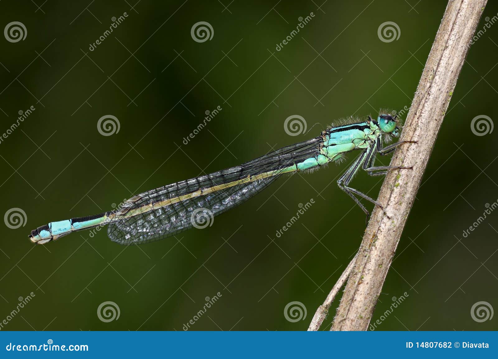 Damselfly (zygoptera) stock photo. Image of nature, damselflies - 14807682