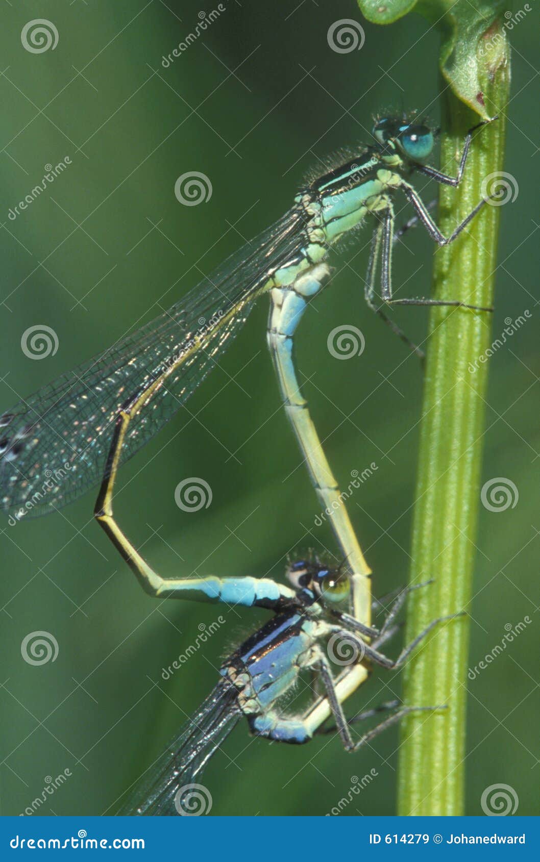 Damselflys mating stock image. Image of green, detail, wildlife - 614279