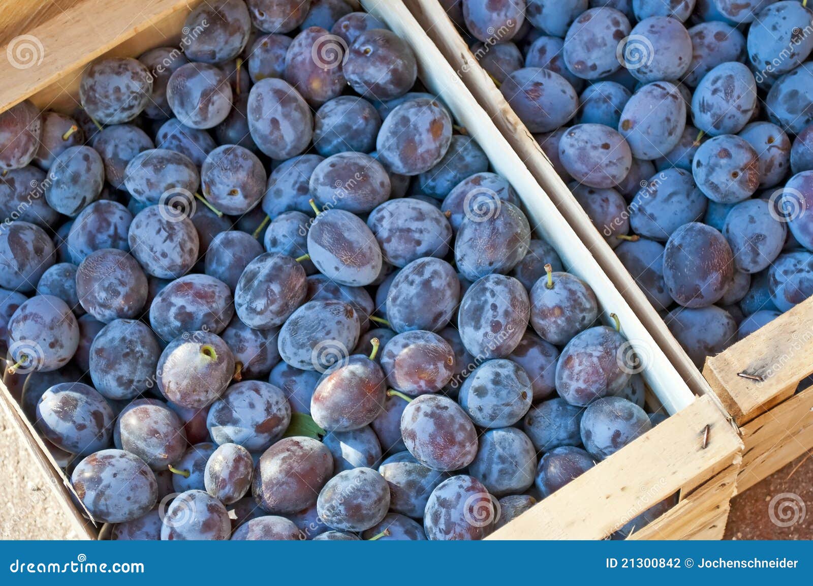 Damson stock photo. Image of diet, juicy, offer, fruit - 21300842