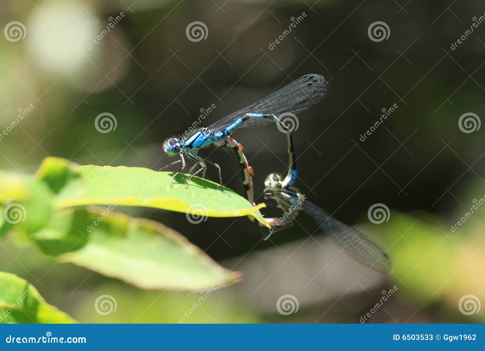 Damson Fly Reproduction stock image. Image of nature, macro - 6503533