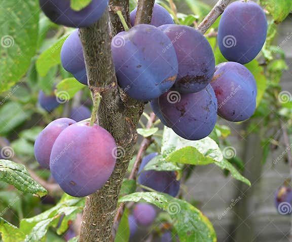 Damson Harvest stock photo. Image of seeds, tasty, food - 17698