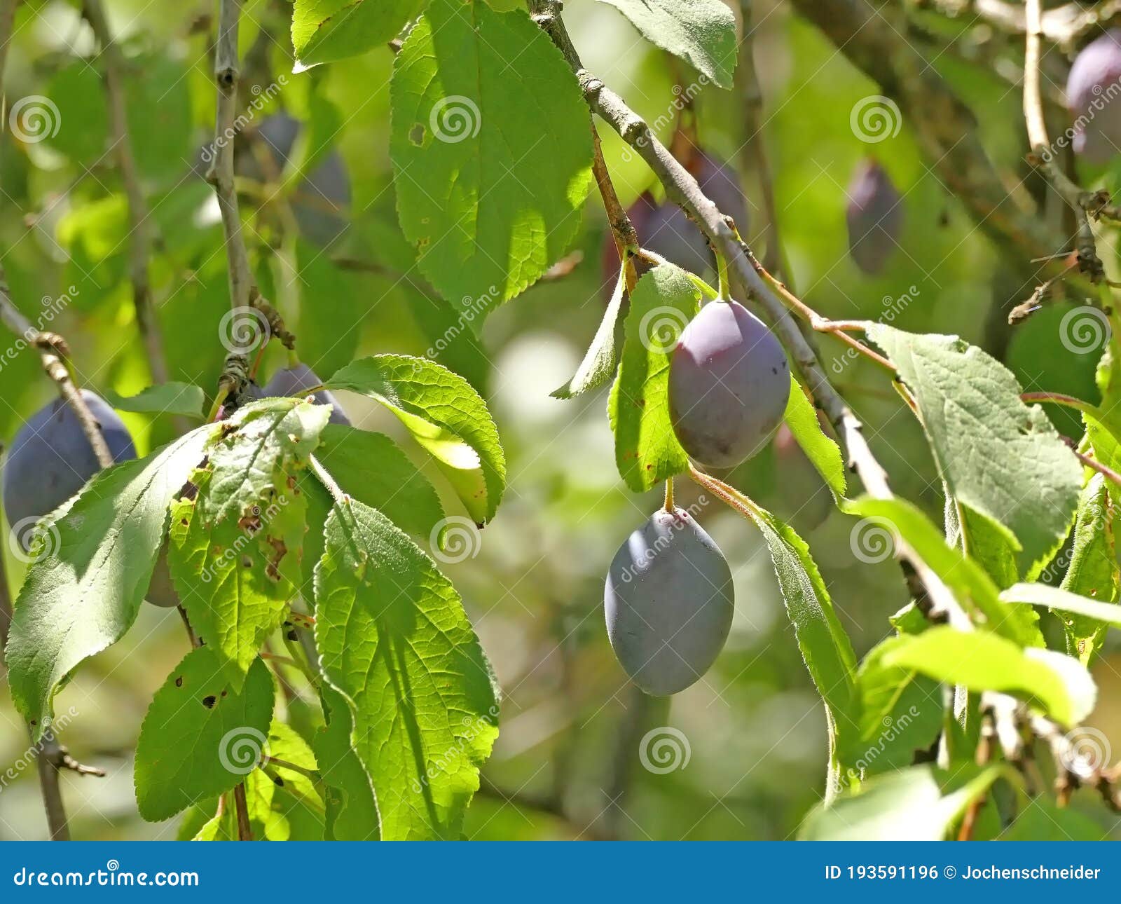 Damsons at a Tree in Germany Stock Photo - Image of garden, domestica ...