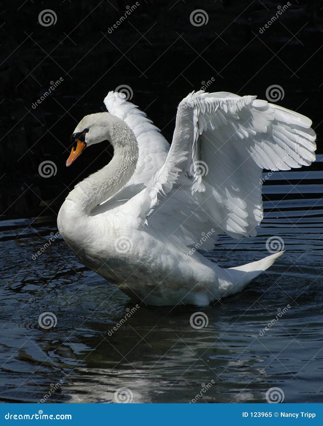 Dança da cisne imagem de stock. Imagem de cisne, estar - 123965