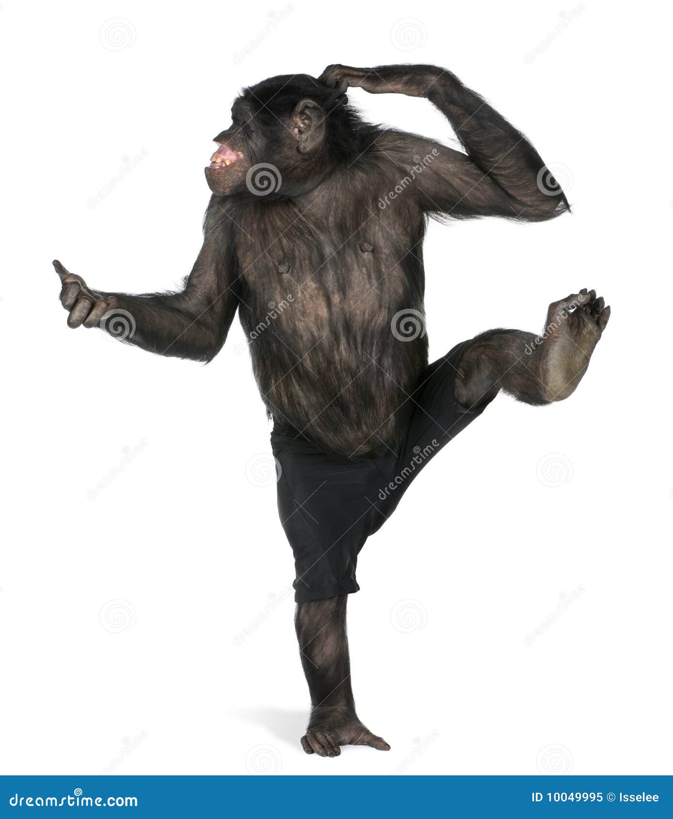 Dança do macaco em um pé imagem de stock. Imagem de troglodytes - 10049995