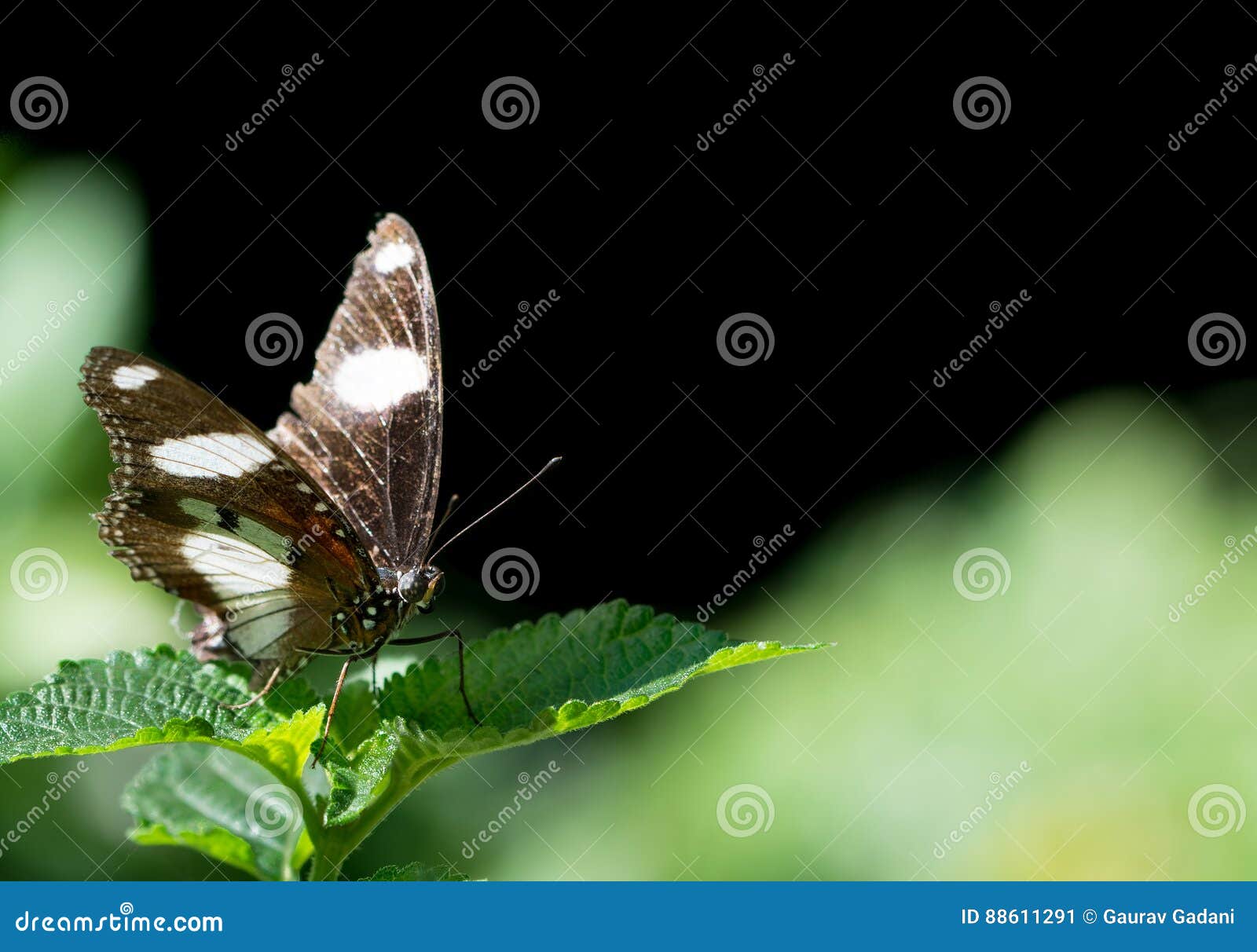 Danaid Eggfly butterfly stock image. Image of natural - 88611291
