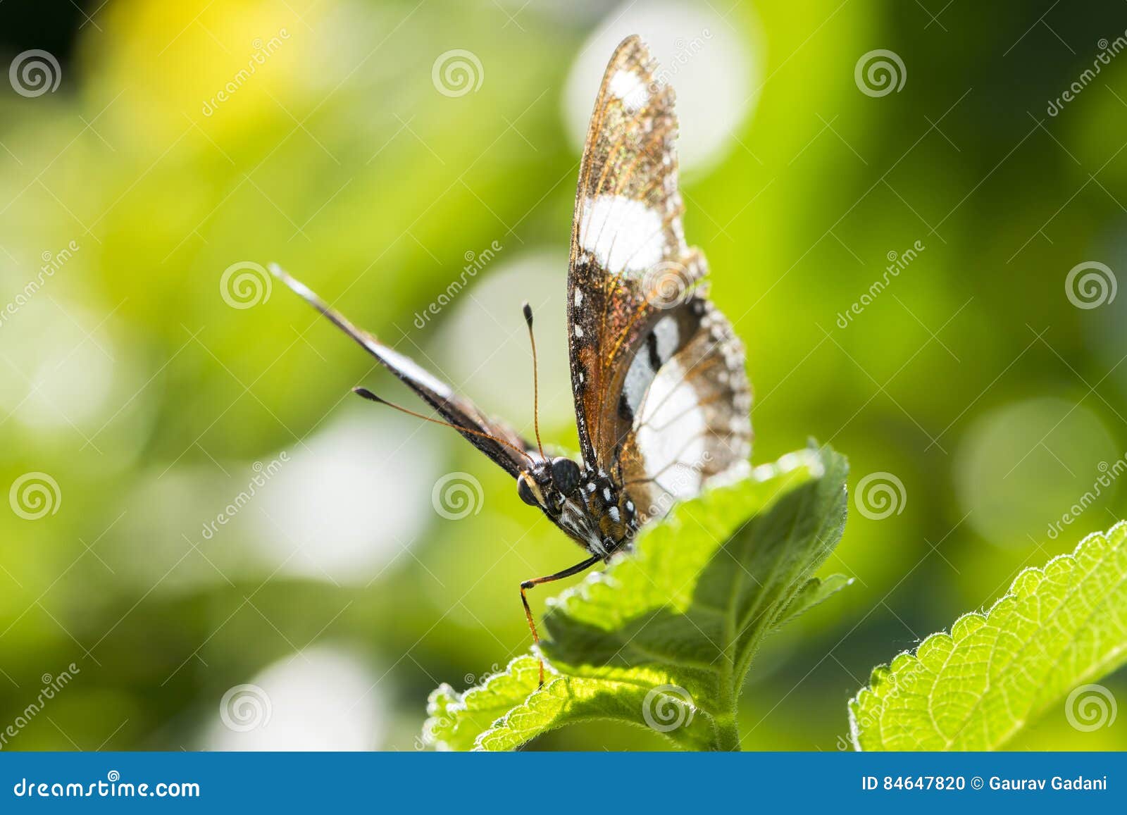 Danaid Eggfly butterfly stock photo. Image of bright - 84647820
