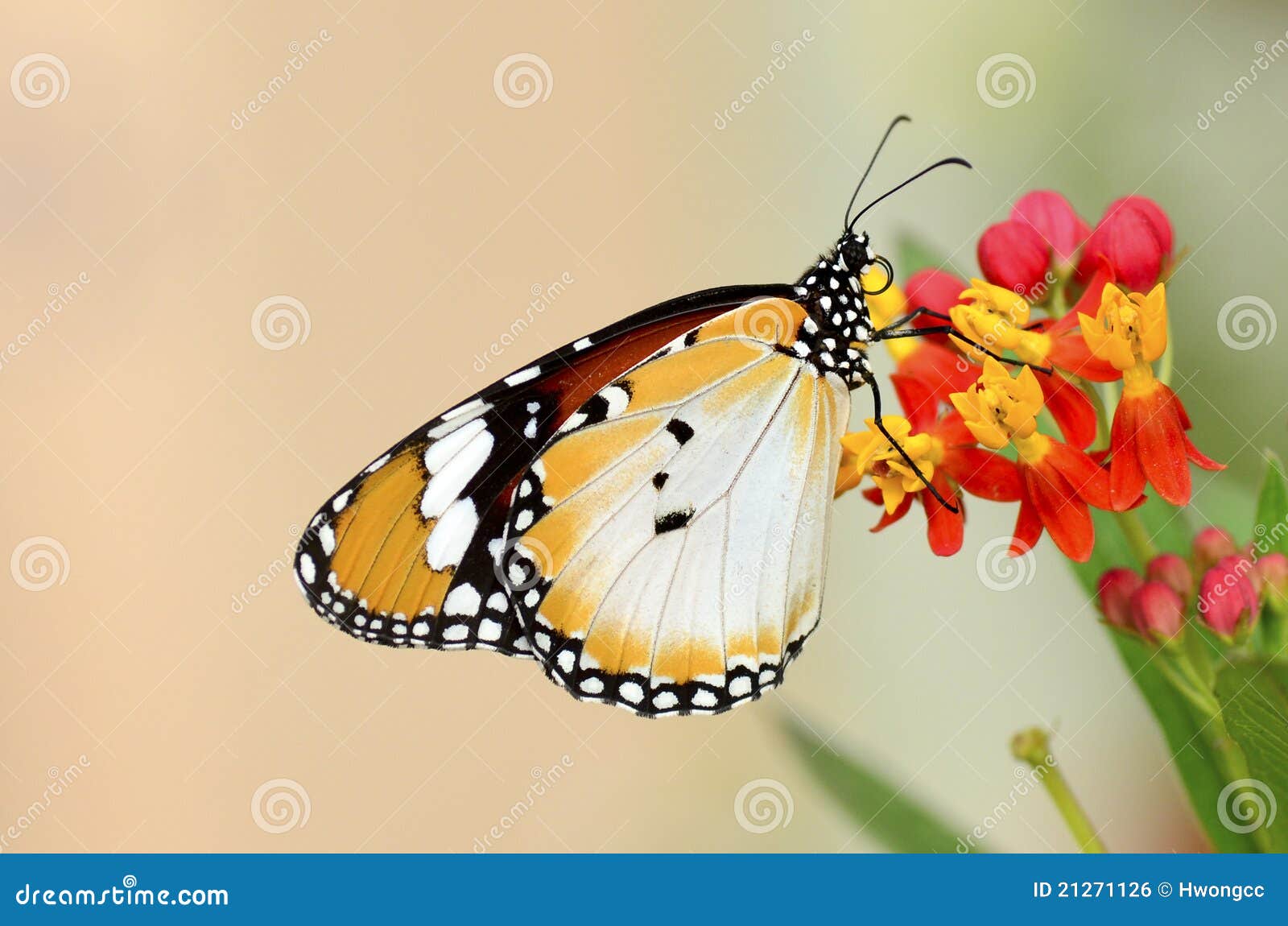 Danaus Chrysippus Butterfly Stock Photo - Image of insect, chrysippus ...
