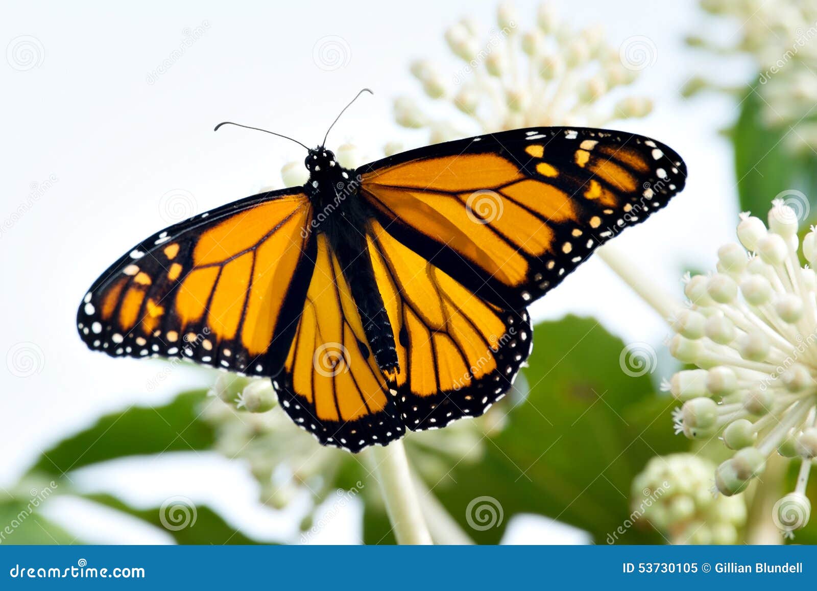 Danaus Plexippus Della Farfalla Di Monarca Maschio Con Il Percorso Di ...