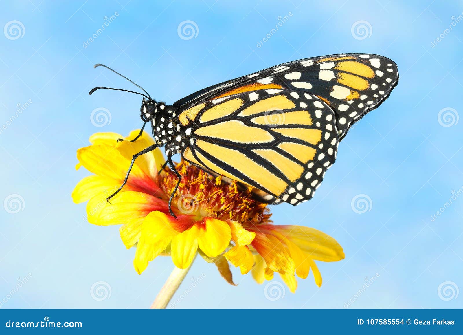 Danaus Plexippus Della Farfalla Di Monarca Sul Fiore Giallo Fotografia ...
