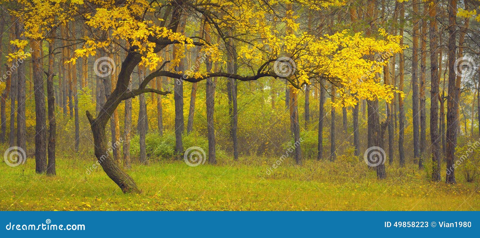 Dance_of_autumn stock image. Image of lush, mystery, plants - 49858223